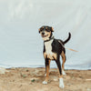 BENJI + MOON handcrafted things for much-loved tails